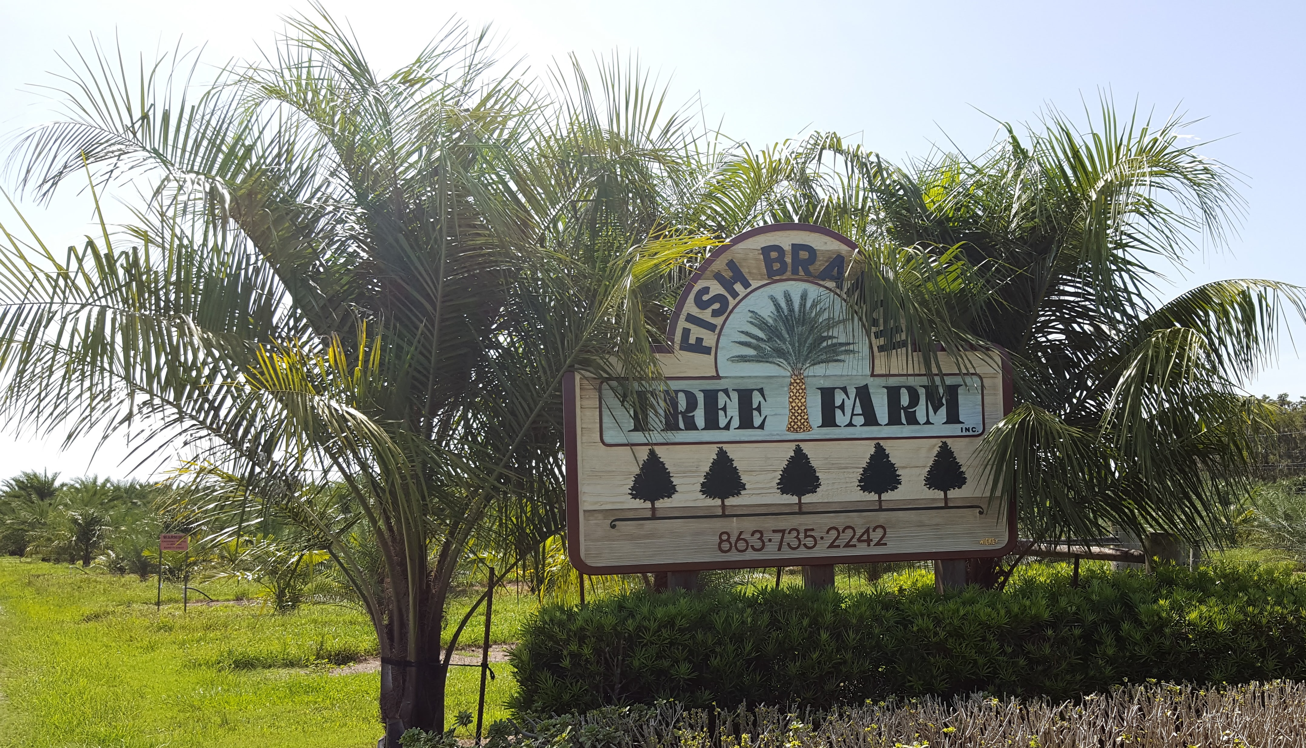 Fish Branch Tree Farm – Cardboard Palm