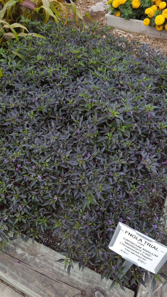 Florida Flower Trials 2017 – Cardboard Palm