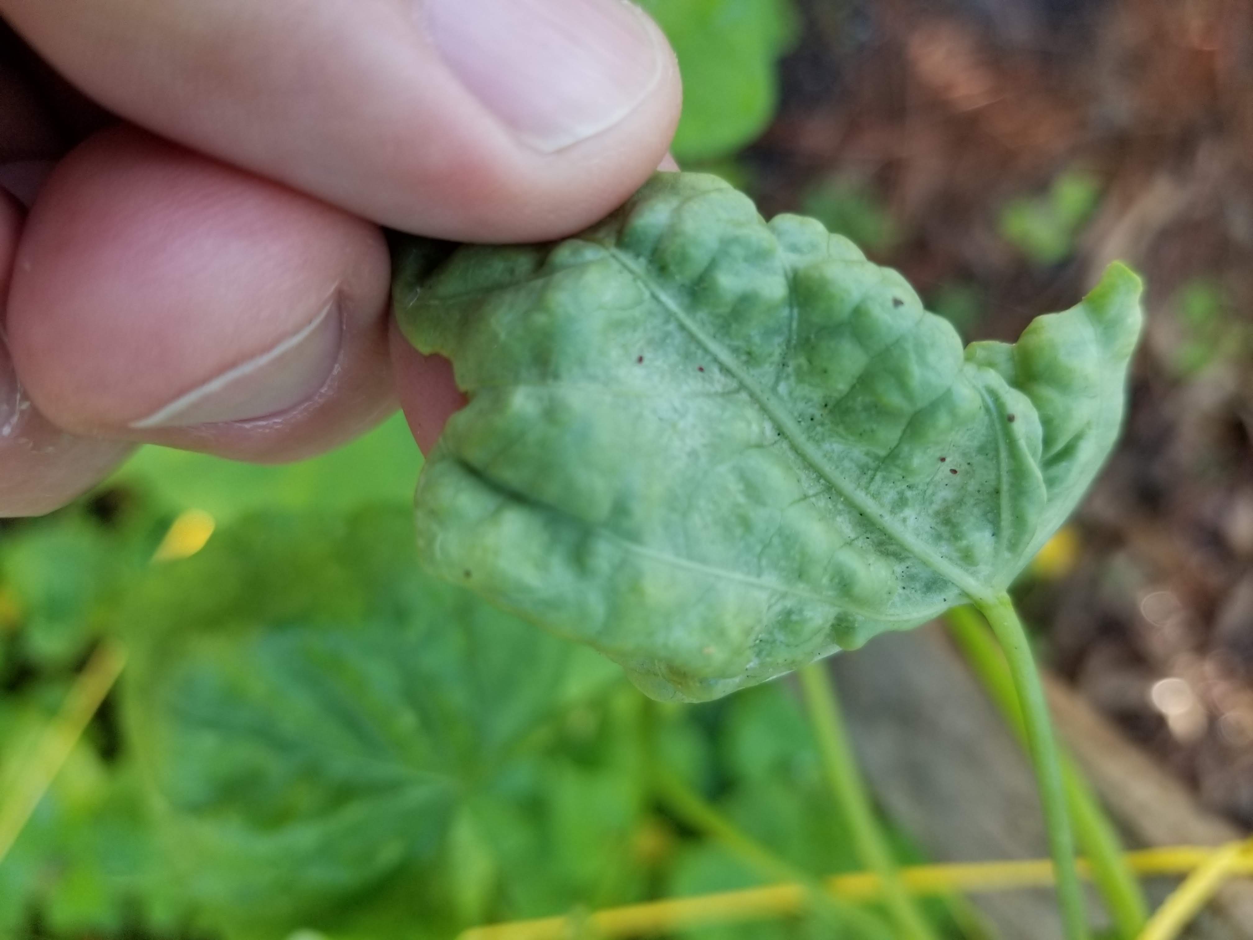 mites – Cardboard Palm