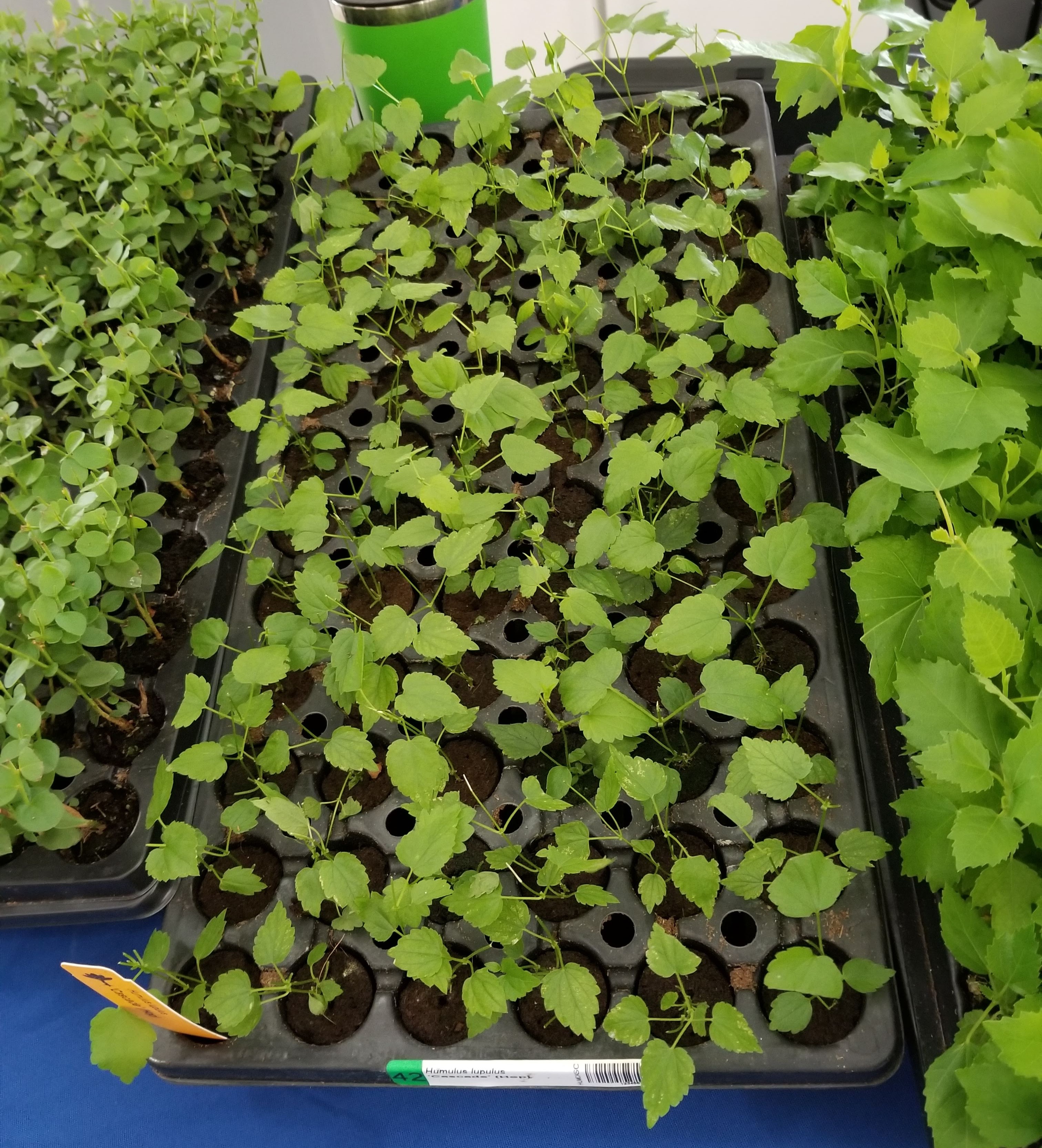 Hemp and Hops – Cardboard Palm