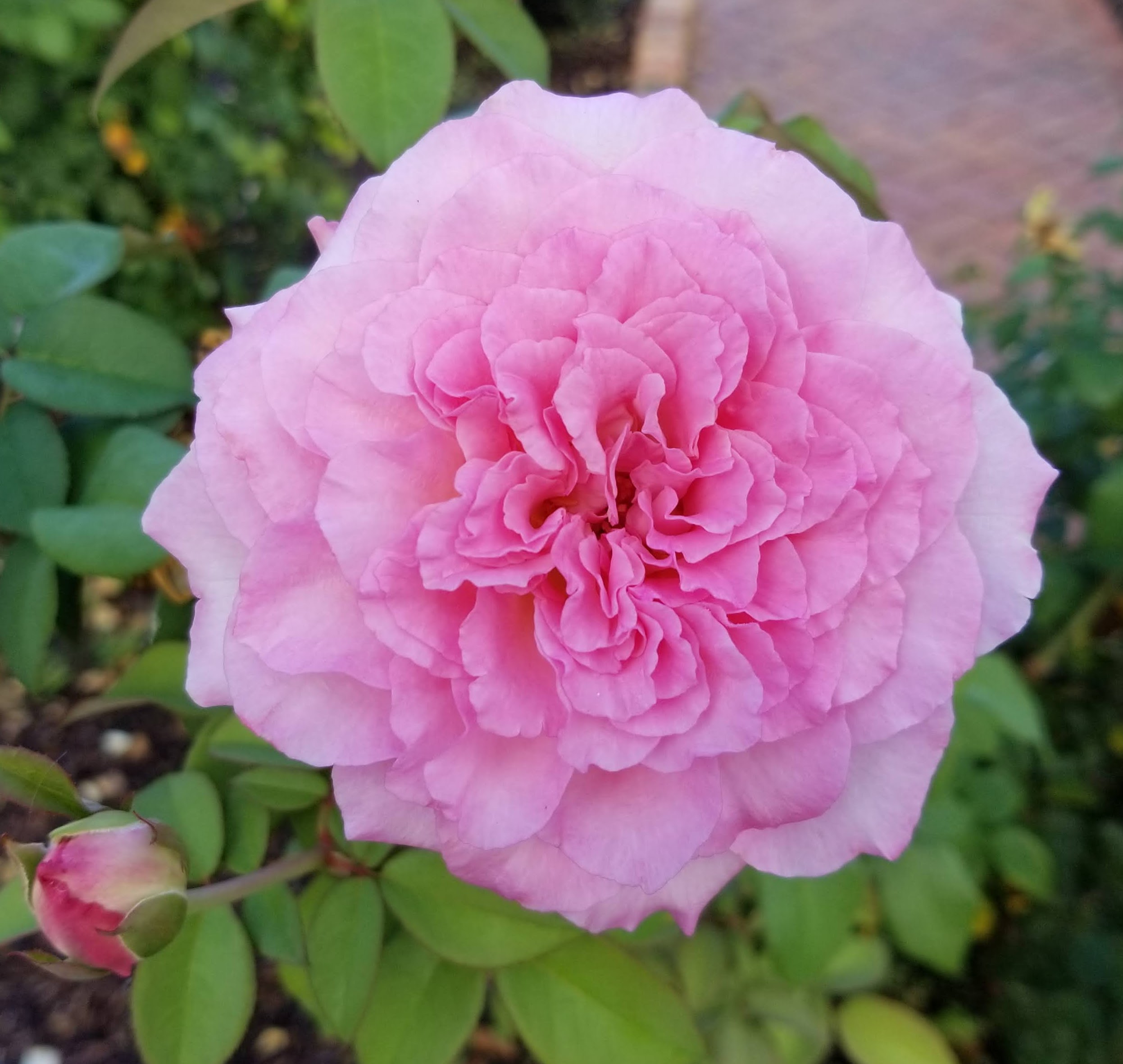 Petrified People – Cardboard Palm