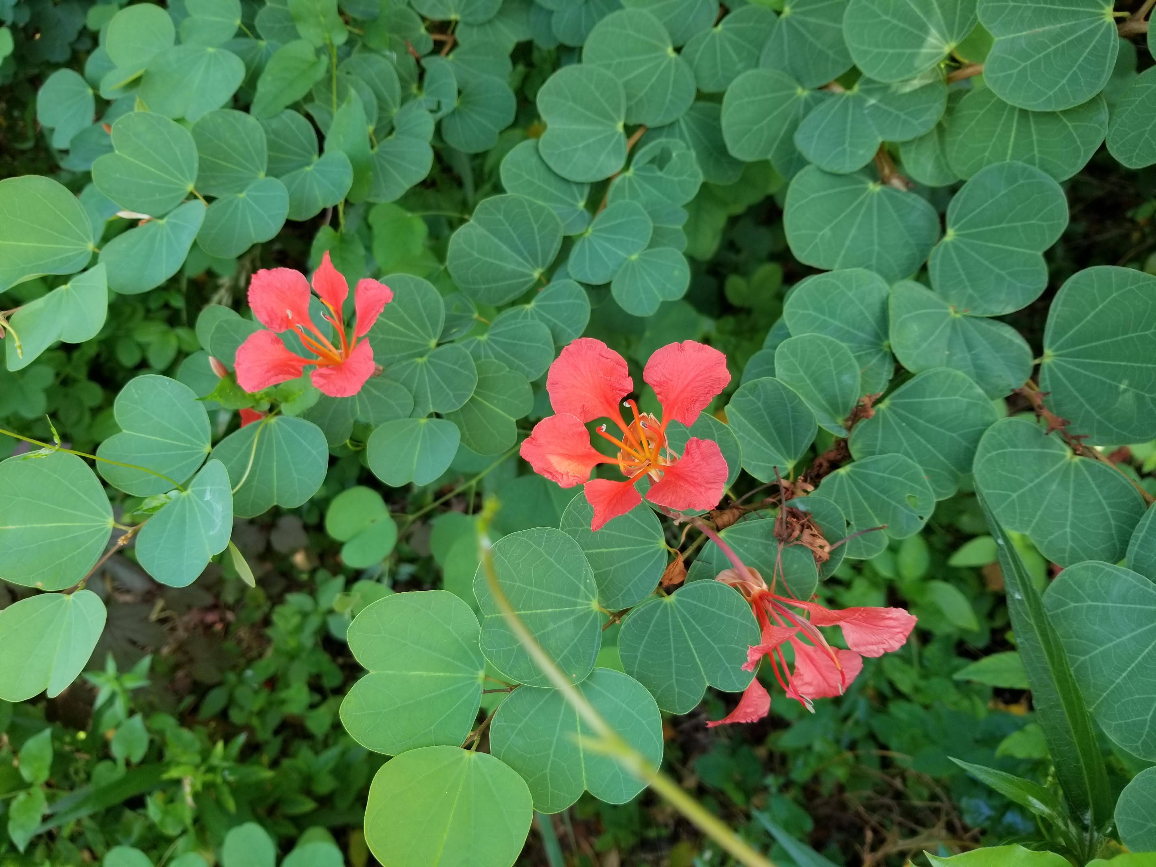 Petrified People – Cardboard Palm